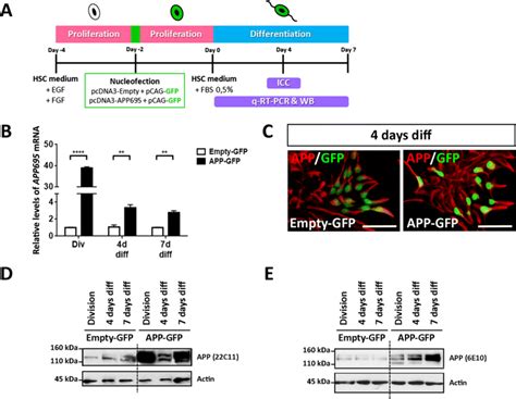 App Overexpression In Hns1 Cells After Transient Nucleofection A Download Scientific Diagram