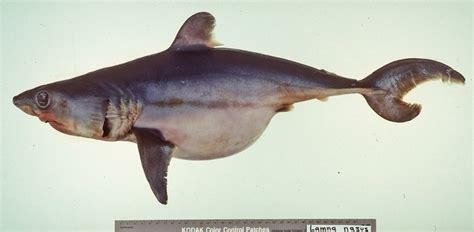 Porbeagle Lamna Nasus Bonnaterre 1788 The Australian Museum