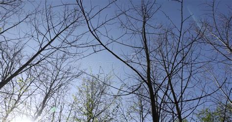 Leafless Deciduous Trees In The Spring Season Stock Footage Video Of Season Bare 359954010