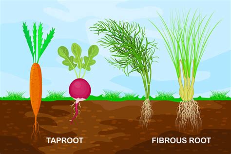 Plant Morphology Free Stock Vectors