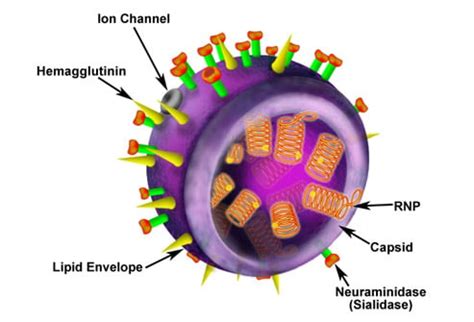 H1n1 Influenza A Virus Swine Flu Slideshow