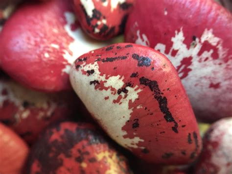 Potawatomi Pole Lima Bean Truelove Seeds