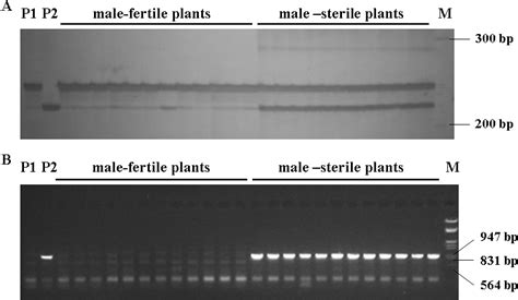 A Pcr Patterns Of Scar Marker Sc23 Linked To The Esp Gene Fragments Download Scientific