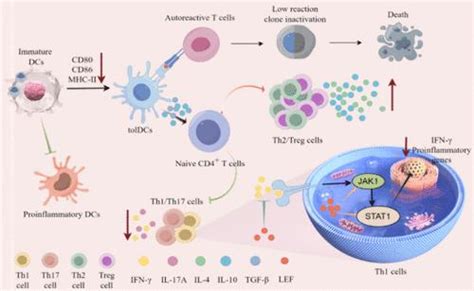 自身抗原肽和免疫调节剂共传递系统通过重建免疫耐受治疗类风湿关节炎 Acs Applied Materials And Interfaces X Mol