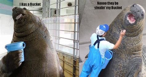I Has A Bucket Meme — Origin Meaning History Memesguy