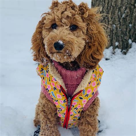 Happy Monday From Lucy The Cockapoo