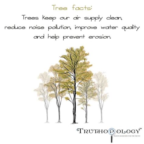 Trees Facts Trees NaturalResources Green Environment PlanetEarth BluePlanet Planet