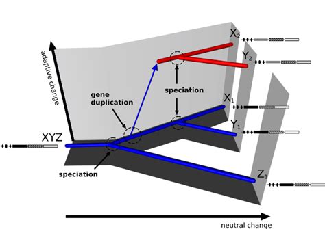 2 Illustration Of A Gene Duplication Event Followed By Download