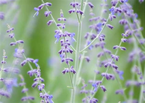 15 Salvia Companion Plants Best Flowers To Grow With Salvia Green