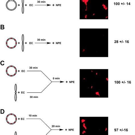 The Block To Replication Of Sperm Chromatin Is Dependent On When The Download Scientific