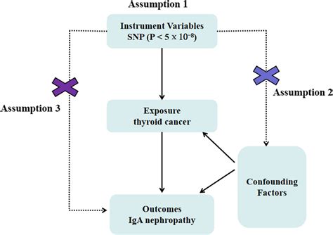 Mendelian Randomization Model Of Thyroid Cancer And Risk Of Iga