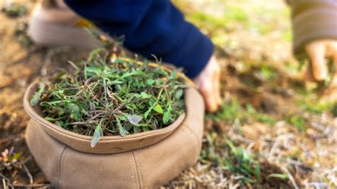 7 Different Weed Removal Methods For Your Garden