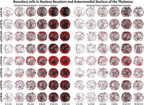 Temporal Evolution Of The Discharge Profile Of Thalamic Download