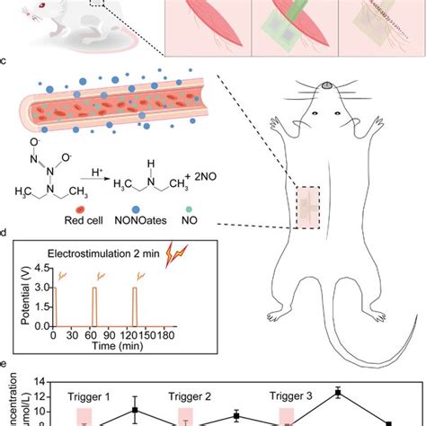 Pulsatile Release Of Drugs In The Body A Schematic Illustration Of Download Scientific