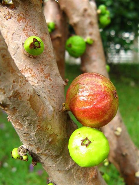 Best Fruit Trees Images On Pinterest Fruit Trees Exotic Fruit And Orchards