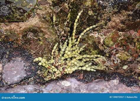Ascophyllum Nodosum Is A Large Brown Alga Stock Image Image Of Nature