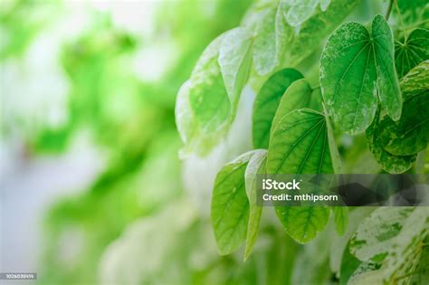 정원에 복사 공간 배경 자연 녹색 식물 조 경 생태 신선한 벽지 개념으로 사용 하 여 흐리게 녹지 배경에 녹색 잎의 근접 촬영 자연 보기 0명에 대한 스톡 사진 및 기타