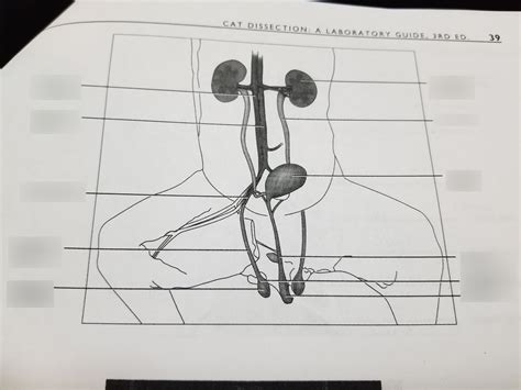 Male Urogenital System Diagram Quizlet