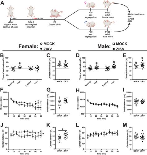 In Utero Exposure To Zika Virus Results In Sex Specific Memory Deficits