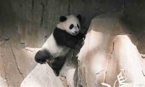 Do Giant Pandas Get Poached 3 Reasons Why Explained Bestofpanda