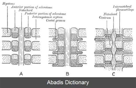 ماهیچه پار معنی در دیکشنری آبادیس