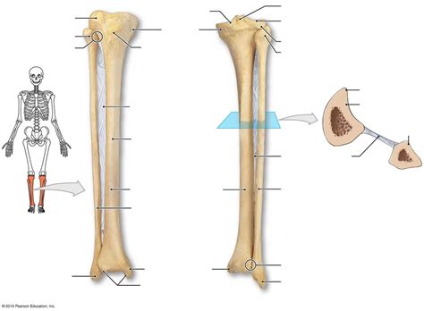 Tibia And Fibula Diagram Quizlet