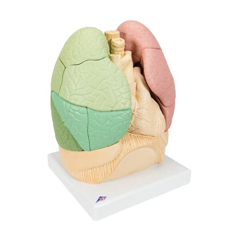 3b Scientific Segmented Lung Model Medi Shopgr