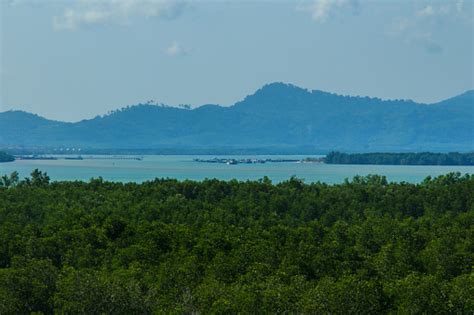 케이프 Yamu Paklok 타 랑 푸 켓 태국에 버그 린 맹그로브 숲의 아름 다운 파노라마 뷰 관광의 성장 및 호텔 및 리조트 건설 맹그로브 숲의 영역을 줄이기 위해 했다