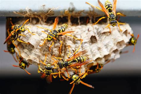 The Ultimate Guide To Wasp Nest Removal Methods Safety And Expert Advice Gokill Pest Control