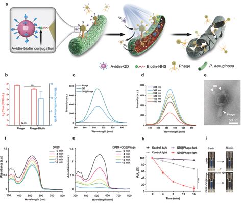 Synthesis And Photocatalytic Performance Of Qdphage A Schematic