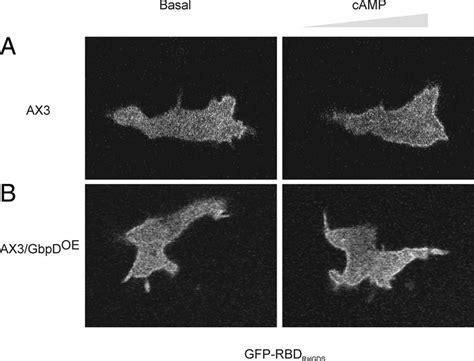 Subcellular Localization Of Rap1 Activation To Analyze The Subcellular