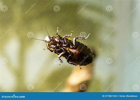 Cockroach Car Latin Lucihormetica Verrucosa With Beautiful Yellow