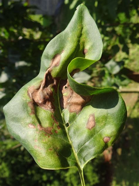 Bacterial Leaf Spot The Daily Garden
