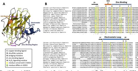 Figure 4 3 From The Evolution Of Bivalve Shell Matrix Proteins Semantic Scholar