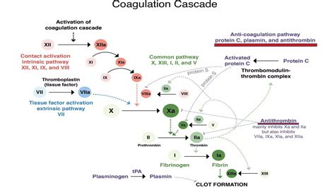 Hypercoagulable State Pptx