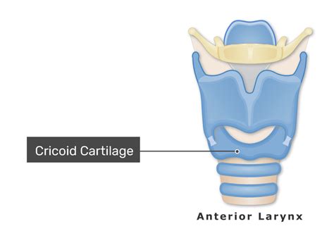 Thyroid And Cricoid Cartilages Of The Larynx Getbodysmart