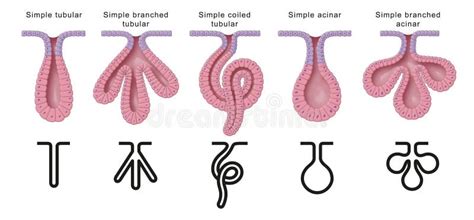 Simple Tubular Glands Have Cells Arranged In Test Tube Shaped Secreting Units Stock