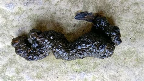 Name The Poo BBC Gardeners World Magazine