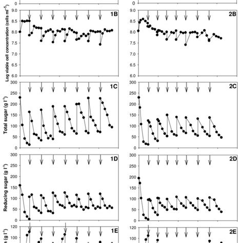 Repeated Batch Ethanol Fermentation At 75 Fill And Drain From Sweet Download Scientific