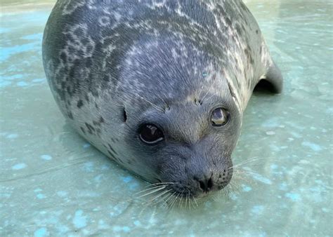 Ponsuke The Ringed Seal Silly Animals Cute Seals Seal