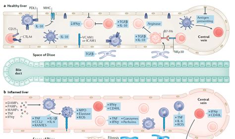 If69 8的高分综述 癌前肝脏微环境 知乎