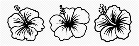 Hibiscus Outline Vector Images And Graphics For Commercial Use Vectorstock