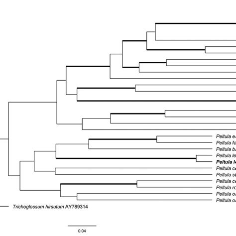 Bayesian Maximum Clade Credibility Tree Based On The Nuits Dataset