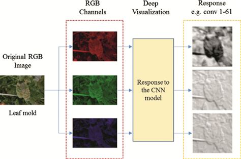 Color Sensitivity And Response To The Cnn Model Color Figure Online