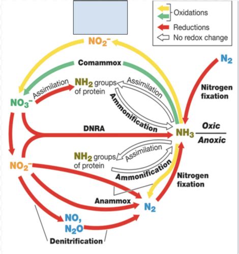 Nitrification Flashcards Quizlet