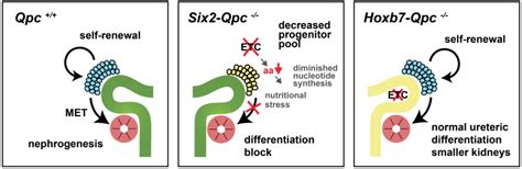 2022年代谢重编程的10种研究思路（上篇） Sirt 氧化 细胞