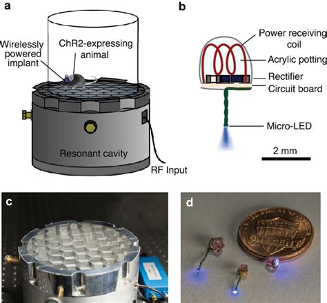 Figure 1 From Fully Internal Wirelessly Powered Systems For Optogenetics Semantic Scholar