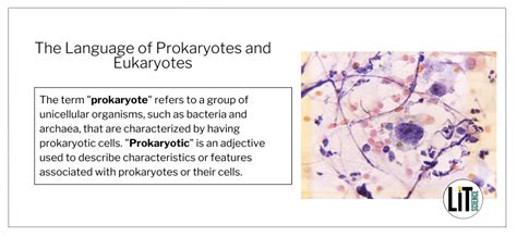 Prokaryotic Vs Eukaryotic Worksheet Scaffolded For Access