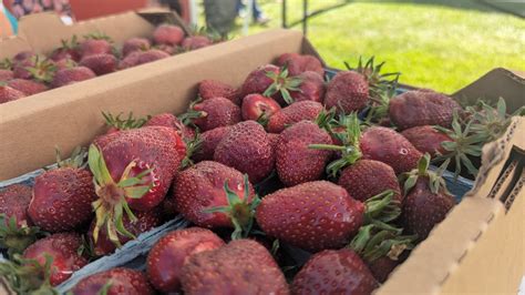 Lebanon Strawberry Festival 1 125 Pounds Of Berries For Iconic Shortcake