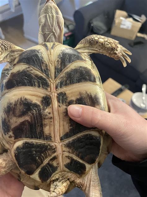What Sex Is My Tort Rtortoise
